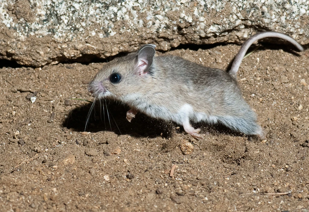 Southern Grasshopper Mouse | Animals Wiki | Fandom