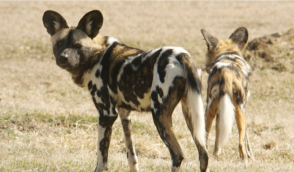 African Wild Dog Mix