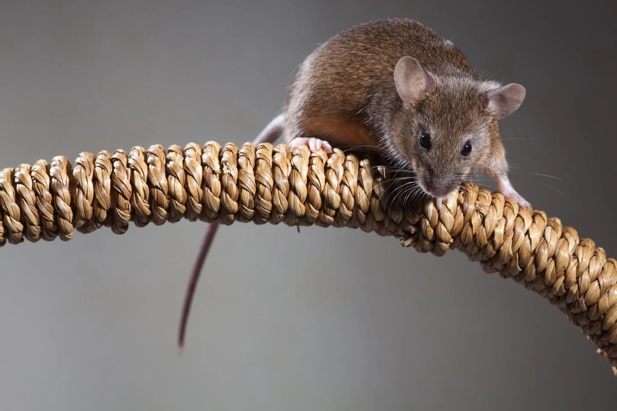 House Mouse | Animals Wiki | Fandom