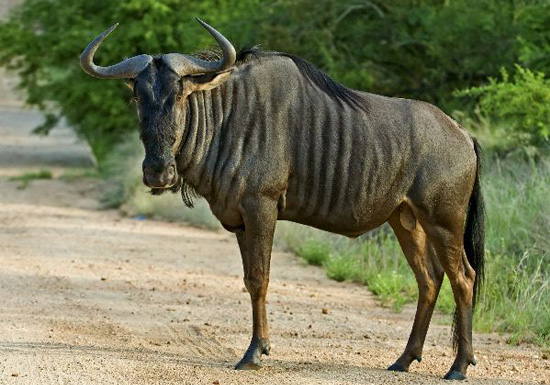Blue Wildebeest | Animals Wiki | Fandom