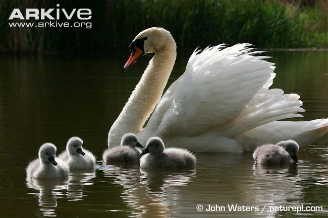 Mute Swan | Animals Wiki | Fandom