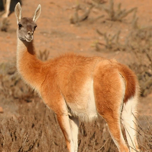 Guanaco | Animals Wiki | Fandom