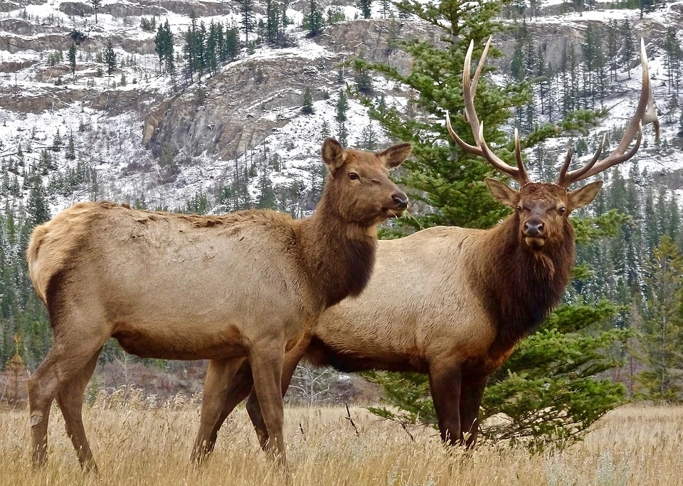 Elk | Animals Wiki | Fandom