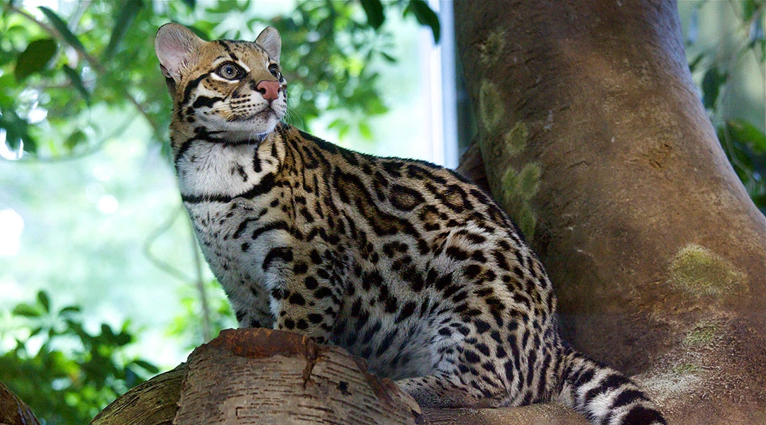 Ocelot | Animals Wiki | Fandom