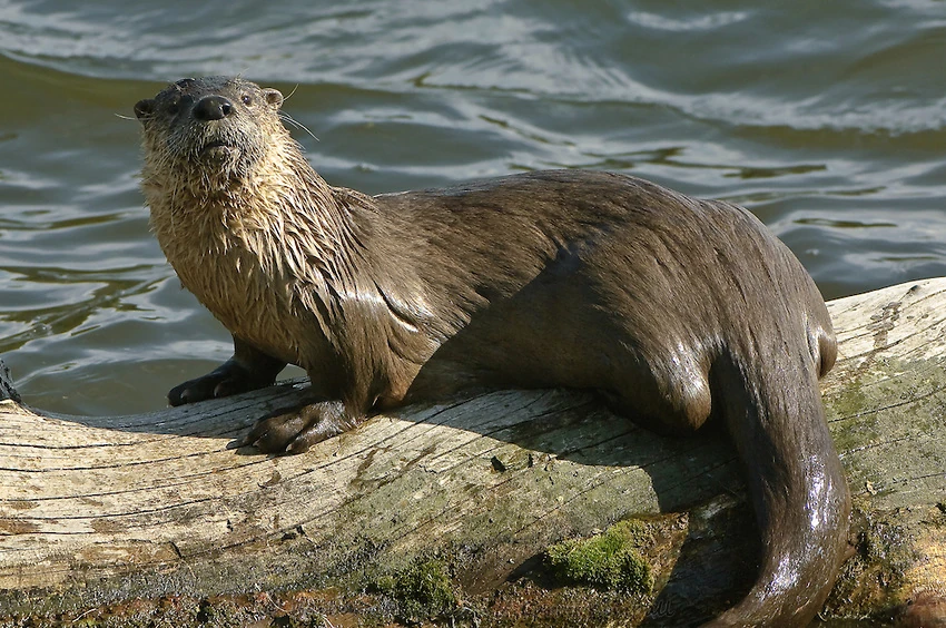 Category:Mustelids | Animals Wiki | Fandom