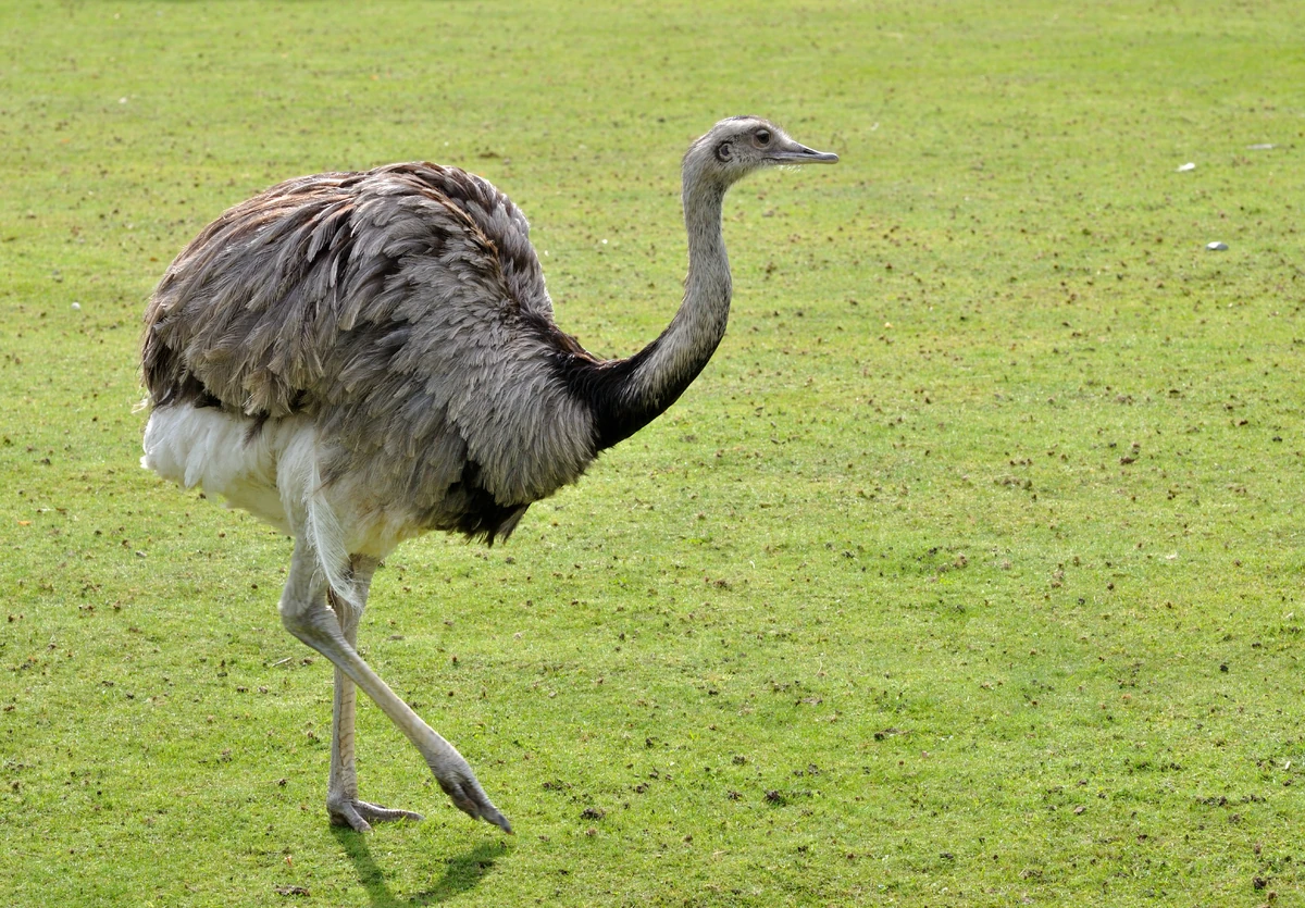 Greater Rhea | Animals Wiki | Fandom