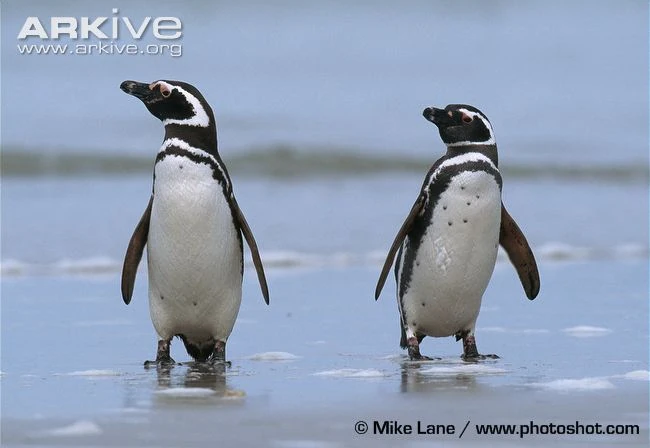Magellanic Penguin | Animals Wiki | Fandom