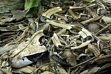 Gaboon Viper | Animals Wiki | Fandom