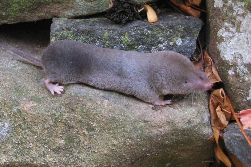Northern Short-tailed Shrew | Animals Wiki | Fandom