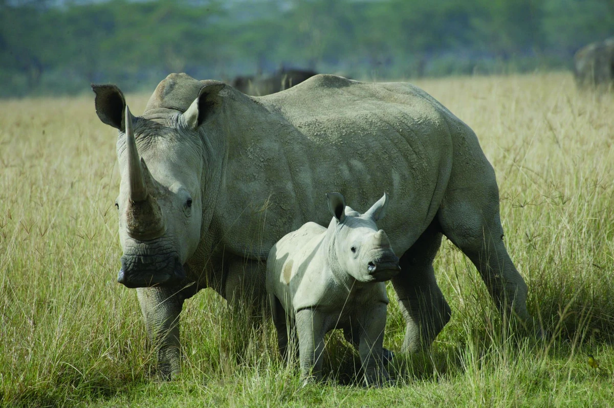 White Rhinoceros | Animals Wiki | Fandom