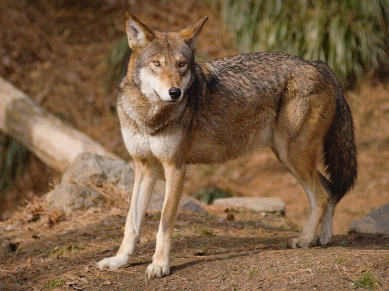 Red Wolf | Animals Wiki | Fandom
