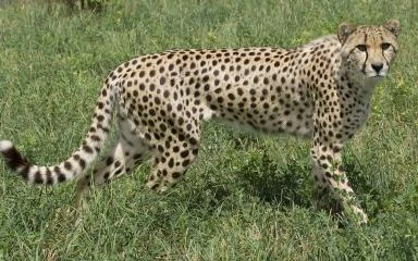 Cheetah | Animals Wiki | Fandom