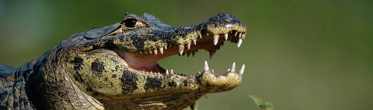 Spectacled Caiman | Animals Wiki | Fandom