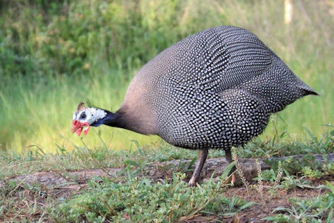 Helmeted Guineafowl | Animals Wiki | Fandom