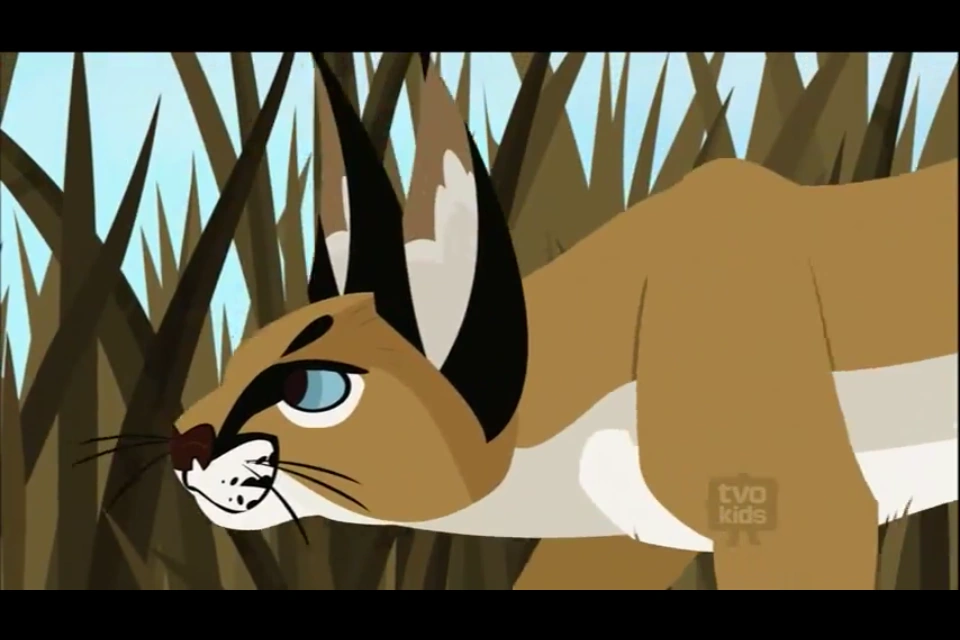 Caracal | Animals Wiki | Fandom