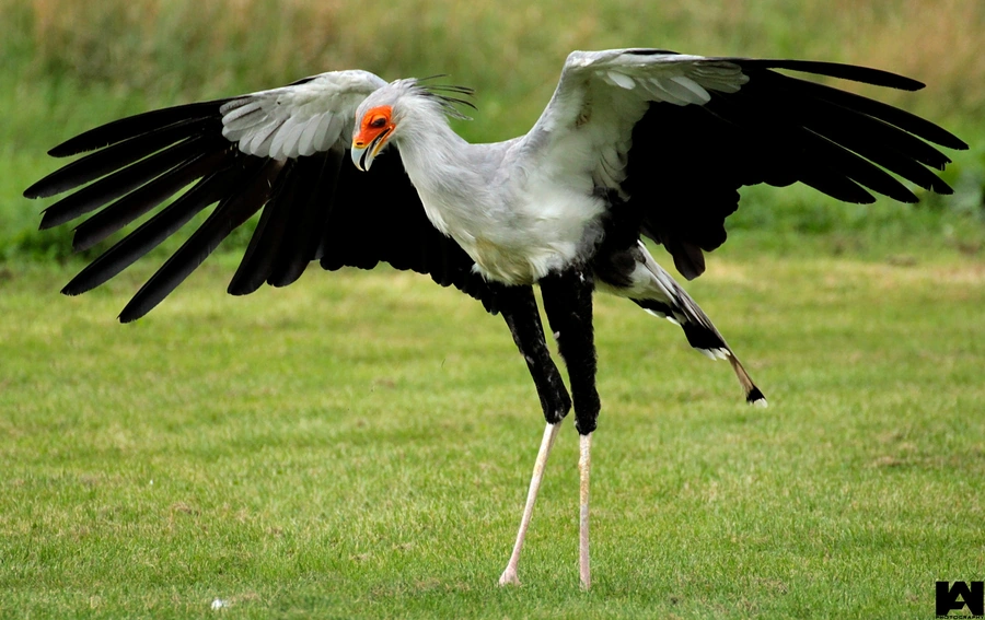 Secretarybird | Animals Wiki | Fandom