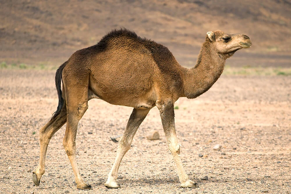 Dromedary | Animals Wiki | Fandom