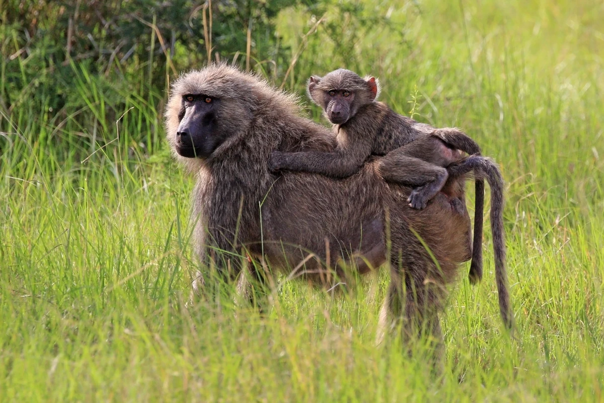 Category:Baboons, Macaques and Mangabeys | Animals Wiki | Fandom