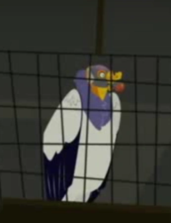 King Vulture | Animals Wiki | Fandom