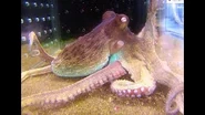 East Asian Common Octopus | Animals Wiki | Fandom