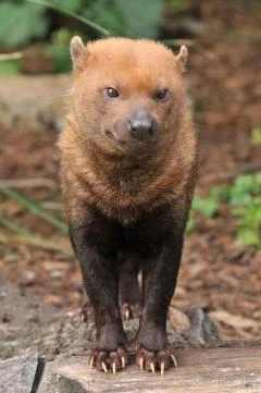 Bush Dog | Animals Wiki | Fandom