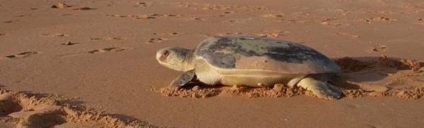 Flatback Sea Turtle | Animals Wiki | Fandom