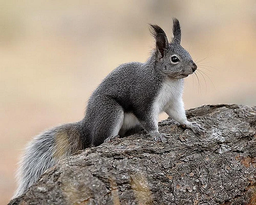 Abert's Squirrel | Animals Wiki | Fandom
