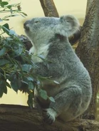 Animals (Cars) (Franchise) (NatureRules1 Style) | Animals Wiki | Fandom