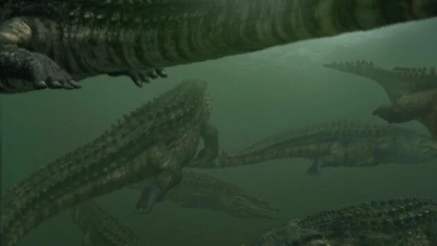 Volia athollandersoni | Animals Wiki | Fandom