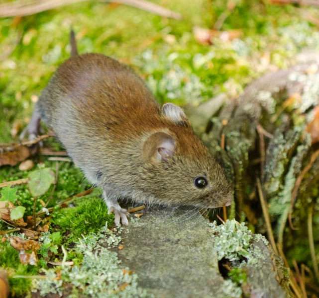 Southern Red-backed Vole | Animals Wiki | Fandom