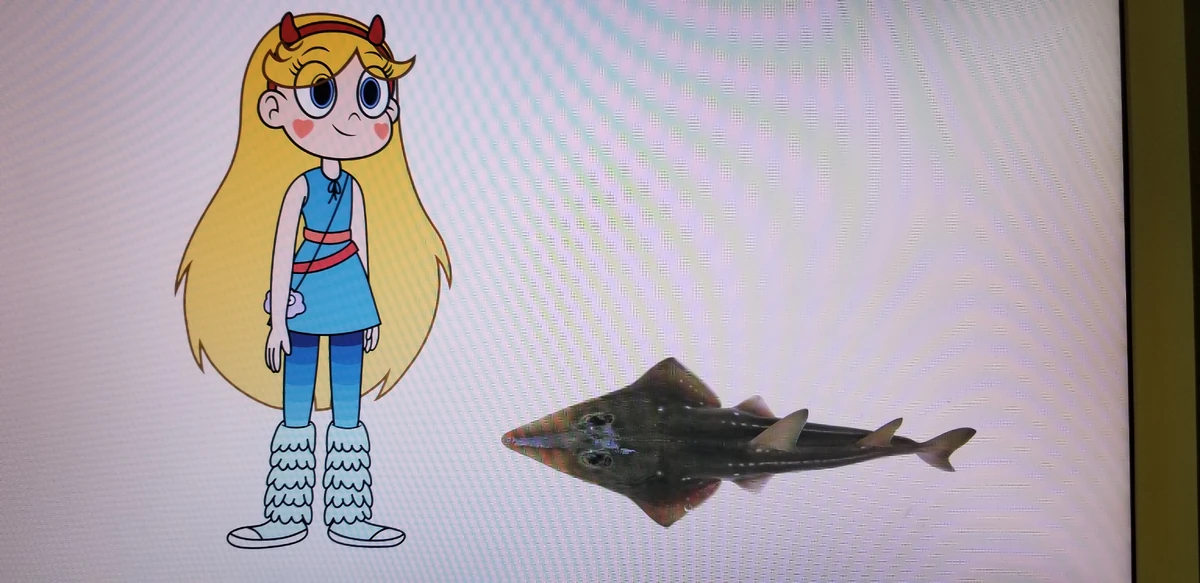 Taiwanese Wedgefish | Animals Wiki | Fandom