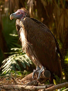 Lappet-faced Vulture | Animals Wiki | Fandom
