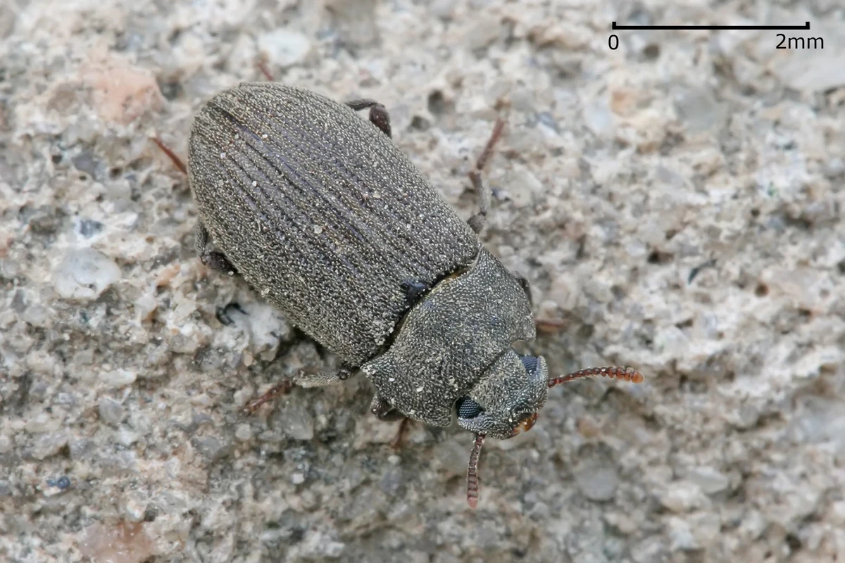 Darkling Beetle | Animals Wiki | Fandom