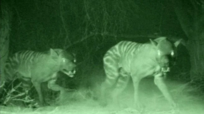 Hyaenodon | Animals Wiki | Fandom