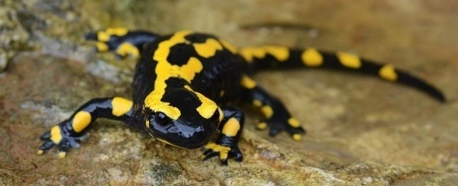 Fire Salamander | Animals Wiki | Fandom