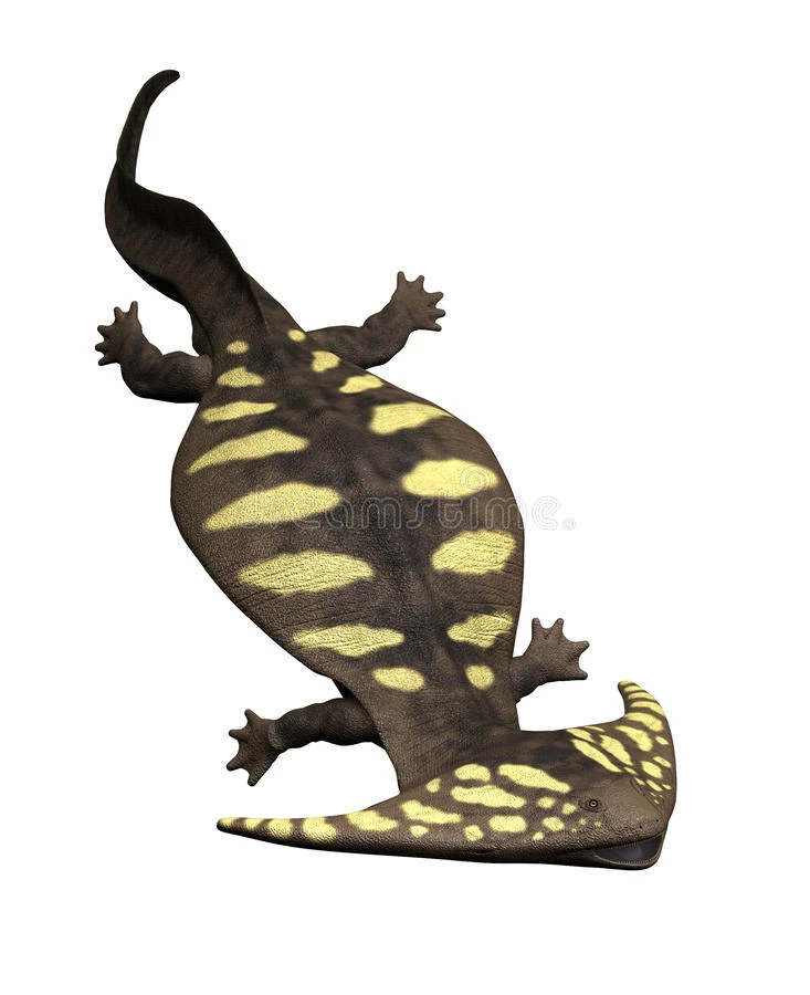 Diplocaulus | Animals Wiki | Fandom