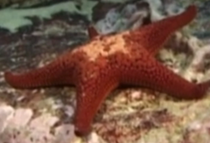 Vermilion Sea Star | Animals Wiki | Fandom