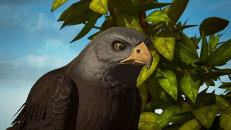 Common Black Hawk | Animals Wiki | Fandom