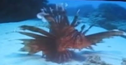 Hawaiian Lionfish | Animals Wiki | Fandom