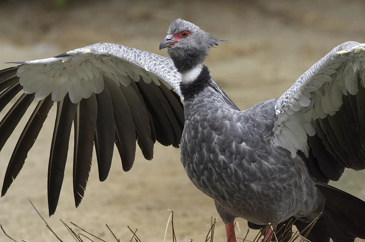Southern Screamer | Animals Wiki | Fandom