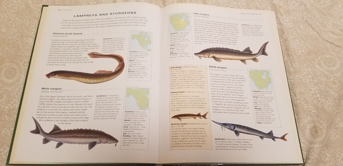 List of Species in The Illustrated Guide to Freshwater Fish and River ...