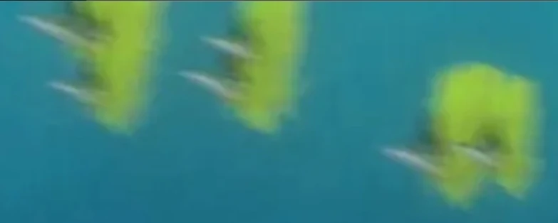 Cenderawasih Longnose Butterflyfish | Animals Wiki | Fandom