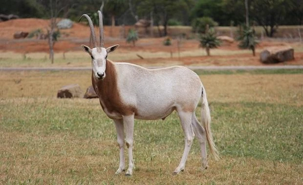 Scimitar-Horned Oryx | Animals Wiki | Fandom