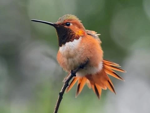 Rufous Hummingbird | Animals Wiki | Fandom