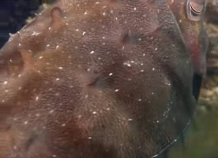 Reaper Cuttlefish | Animals Wiki | Fandom