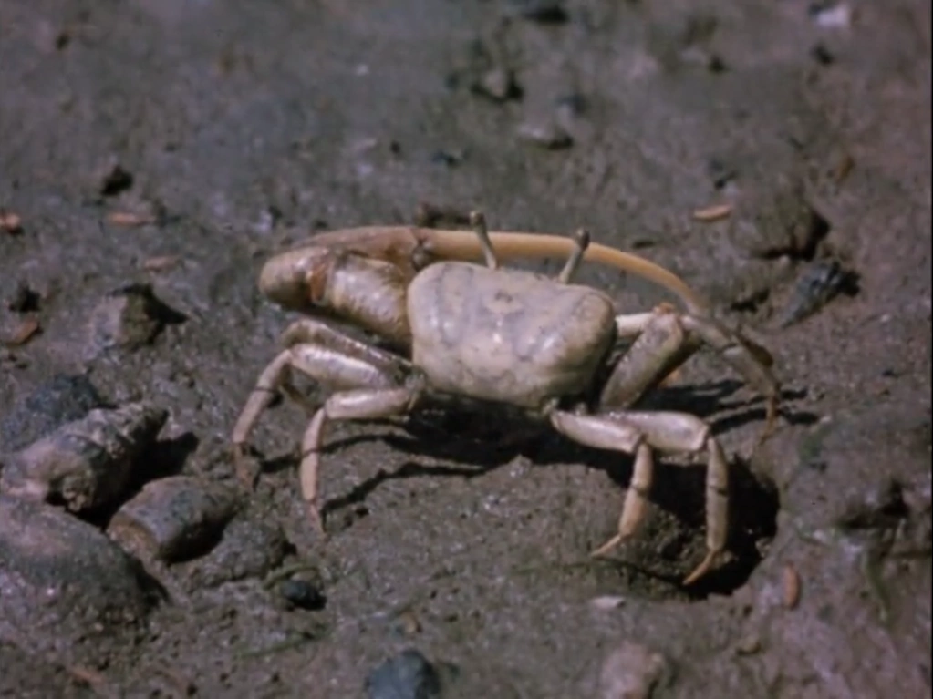 Calling Fiddler Crab | Animals Wiki | Fandom