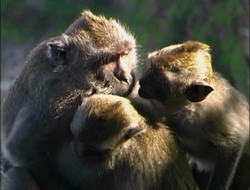 Crab-eating macaque | Animals Wiki | Fandom