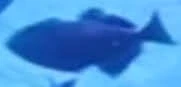 Outrigger Triggerfish | Animals Wiki | Fandom