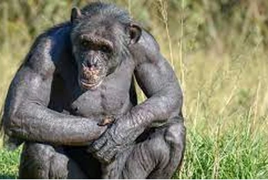 Bili Ape Lion Killer