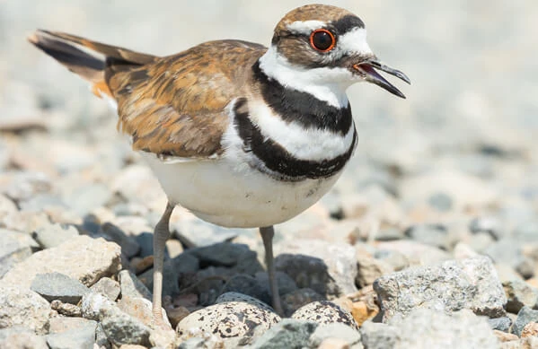 Killdeer | Animals Wiki | Fandom